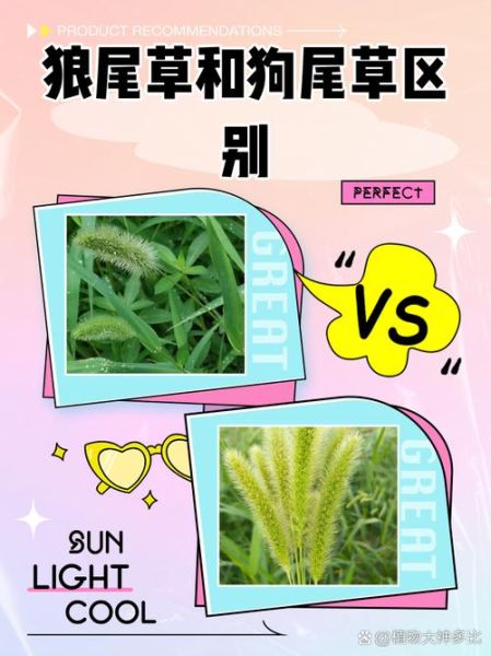 狼尾草和狗尾草的区别_如何快速区分狼尾草与狗尾草-第1张图片-山城妙识