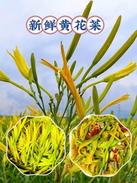 新鲜黄花菜怎么做好吃_新鲜黄花菜有毒吗-第1张图片-山城妙识