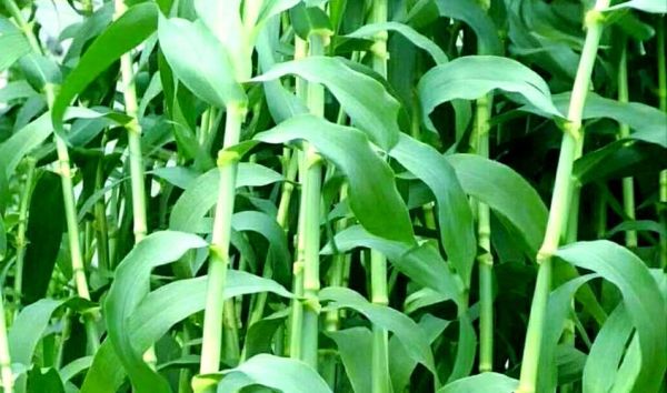 甜高粱牧草一亩地能产多少吨_甜高粱牧草种植技术-第1张图片-山城妙识