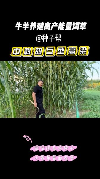 甜高粱牧草一亩地能产多少吨_甜高粱牧草种植技术-第2张图片-山城妙识