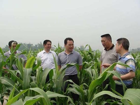 甜高粱牧草一亩地能产多少吨_甜高粱牧草种植技术-第3张图片-山城妙识