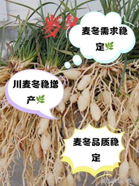 麦冬价格是多少钱一斤_麦冬多少钱一斤最新行情-第1张图片-山城妙识