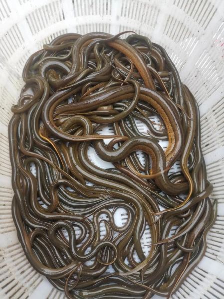 死水可以养黄鳝泥鳅吗_死水养殖黄鳝泥鳅的注意事项-第1张图片-山城妙识