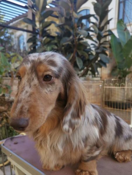 腊肠犬掉毛吗_腊肠犬掉毛厉害吗-第1张图片-山城妙识 腊肠犬掉毛吗_腊肠犬掉毛厉害吗-第1张图片-山城妙识