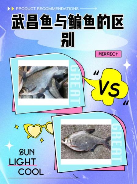 鳊鱼和武昌鱼是一种鱼吗_武昌鱼与鳊鱼的区别-第1张图片-山城妙识