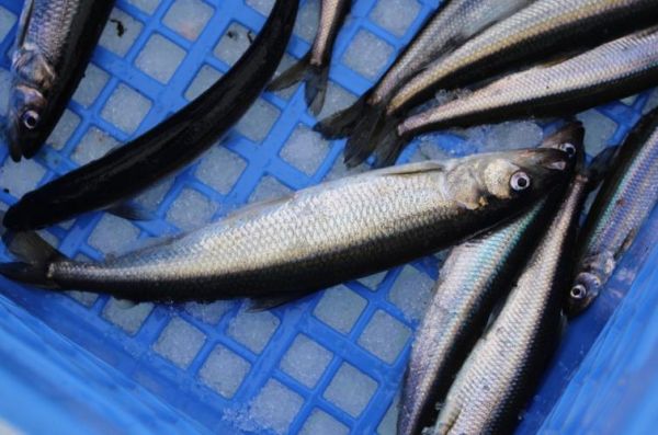 胡瓜鱼目是什么_胡瓜鱼目有哪些常见种类-第1张图片-山城妙识 胡瓜鱼目是什么_胡瓜鱼目有哪些常见种类-第1张图片-山城妙识