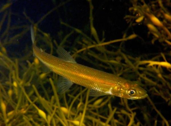 胡瓜鱼目是什么_胡瓜鱼目有哪些常见种类-第2张图片-山城妙识 胡瓜鱼目是什么_胡瓜鱼目有哪些常见种类-第2张图片-山城妙识