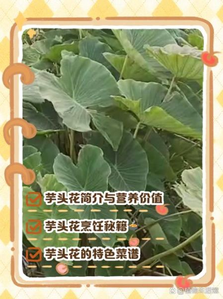 芋头花可以吃吗_芋头花怎么吃-第1张图片-山城妙识
