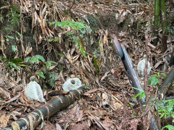 竹荪蛋怎么吃_竹荪蛋和竹荪的区别-第3张图片-山城妙识 竹荪蛋怎么吃_竹荪蛋和竹荪的区别-第3张图片-山城妙识