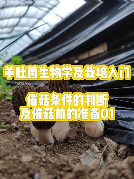 羊肚菌怎么种植_羊肚菌栽培技术要点-第1张图片-山城妙识