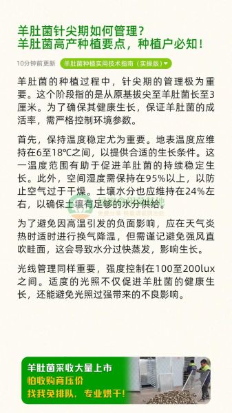 羊肚菌怎么种植_羊肚菌栽培技术要点-第2张图片-山城妙识