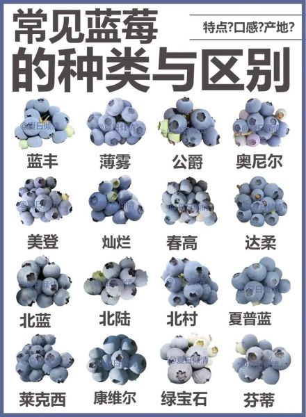 蓝莓品种介绍大全_蓝莓品种怎么选-第1张图片-山城妙识