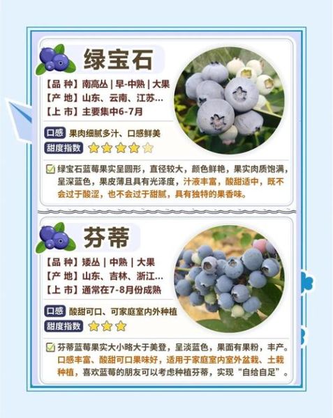 蓝莓品种介绍大全_蓝莓品种怎么选-第2张图片-山城妙识