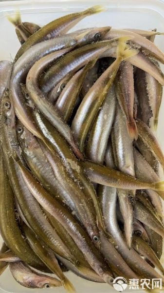 面条鱼是海鱼吗_面条鱼产地在哪里-第3张图片-山城妙识