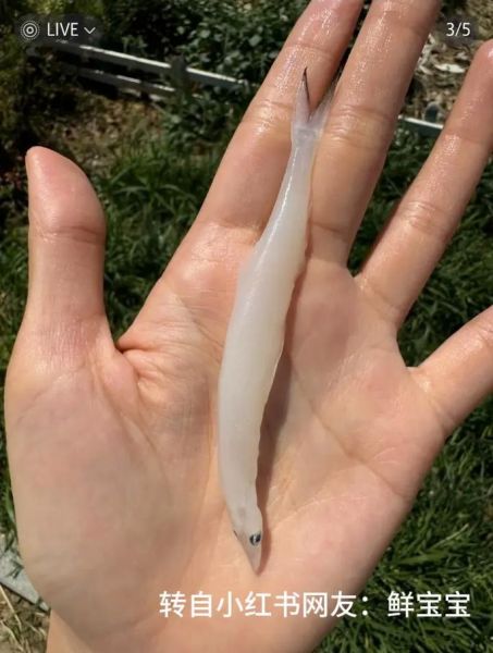 面条鱼是海鱼吗_面条鱼产地在哪里-第2张图片-山城妙识