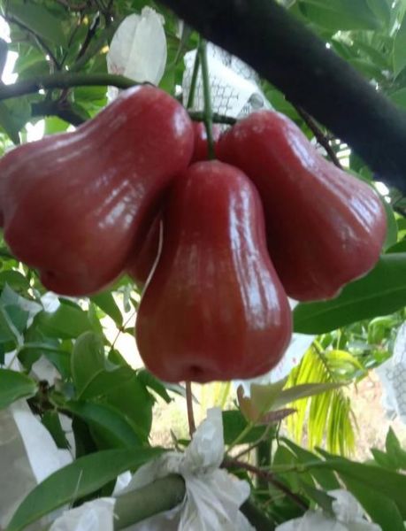 海南莲雾多少钱一斤_莲雾价格受哪些因素影响-第2张图片-山城妙识