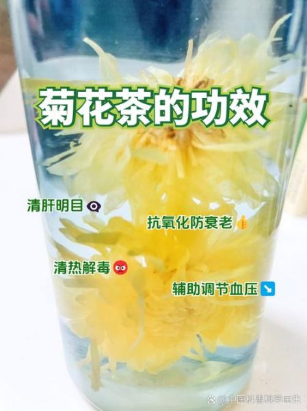 菊花泡水喝的功效与作用_菊花有哪些禁忌-第3张图片-山城妙识 菊花泡水喝的功效与作用_菊花有哪些禁忌-第3张图片-山城妙识