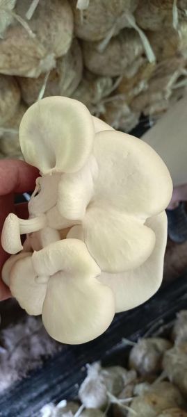 平菇图片怎么区分品种_平菇图片高清细节怎么看-第2张图片-山城妙识