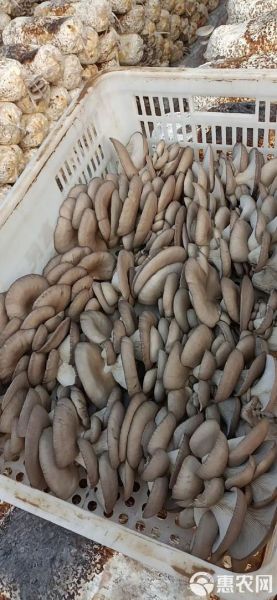 平菇图片怎么区分品种_平菇图片高清细节怎么看-第1张图片-山城妙识