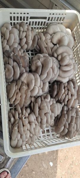 平菇图片怎么区分品种_平菇图片高清细节怎么看-第3张图片-山城妙识