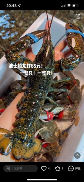 波士顿龙虾多少钱一斤2020_2020年波士顿龙虾价格走势-第1张图片-山城妙识