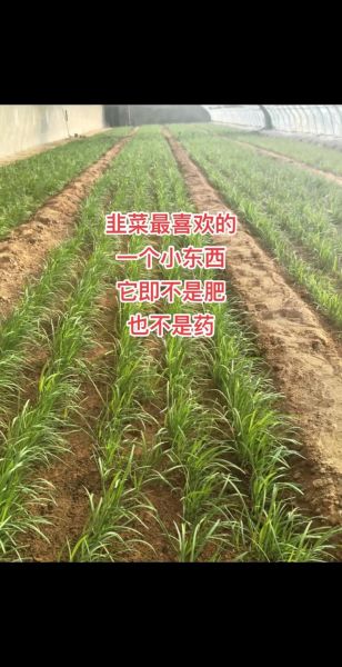 韭菜怎么种_韭菜种植方法视频-第2张图片-山城妙识