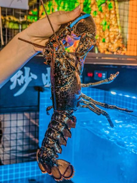 波士顿龙虾多少钱一斤2020_2020年波士顿龙虾价格走势-第3张图片-山城妙识