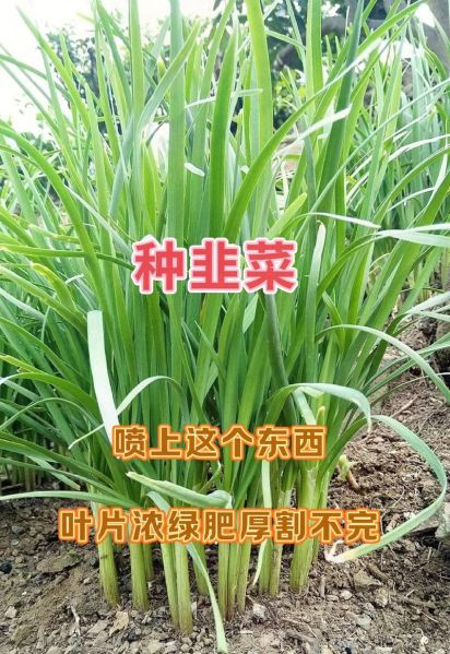 韭菜怎么种_韭菜种植方法视频-第1张图片-山城妙识