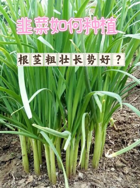 韭菜怎么种_韭菜种植方法视频-第3张图片-山城妙识