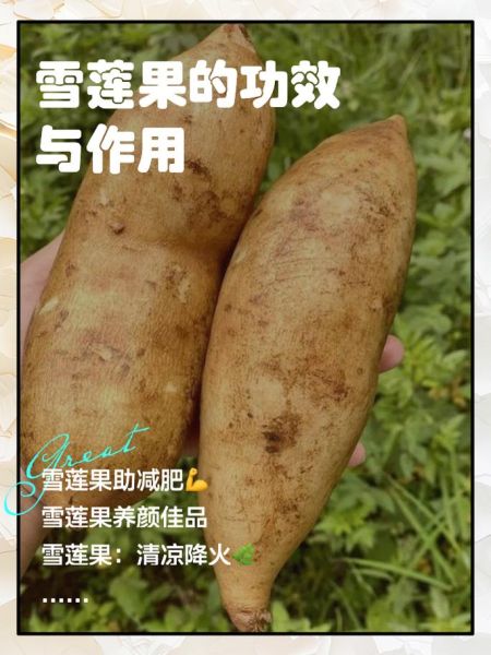 雪莲果可以蒸着吃吗_雪莲果蒸多久才熟-第1张图片-山城妙识