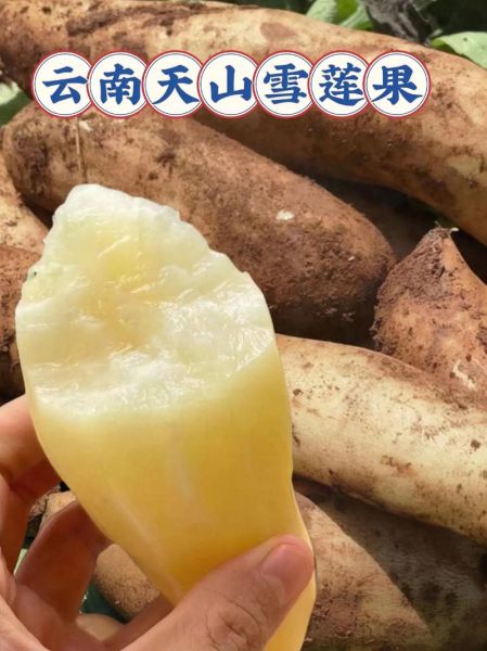 雪莲果可以蒸着吃吗_雪莲果蒸多久才熟-第2张图片-山城妙识