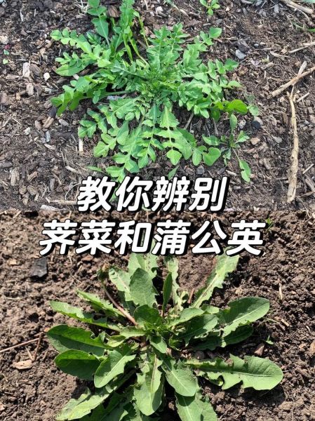 正宗芥菜长什么样_如何辨别芥菜品种-第1张图片-山城妙识 正宗芥菜长什么样_如何辨别芥菜品种-第1张图片-山城妙识