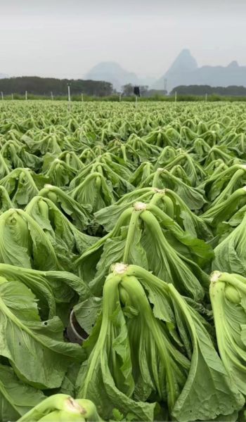 正宗芥菜长什么样_如何辨别芥菜品种-第3张图片-山城妙识 正宗芥菜长什么样_如何辨别芥菜品种-第3张图片-山城妙识