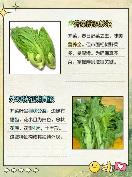 正宗芥菜长什么样_如何辨别芥菜品种-第2张图片-山城妙识 正宗芥菜长什么样_如何辨别芥菜品种-第2张图片-山城妙识