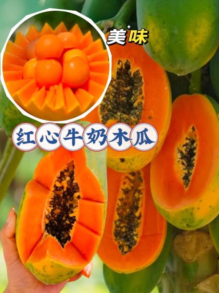 牛奶木瓜可以生吃吗_生吃牛奶木瓜注意事项-第3张图片-山城妙识