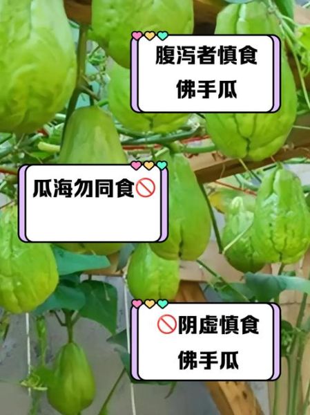 糖尿病能吃佛手瓜吗_佛手瓜升糖指数高吗-第2张图片-山城妙识 糖尿病能吃佛手瓜吗_佛手瓜升糖指数高吗-第2张图片-山城妙识