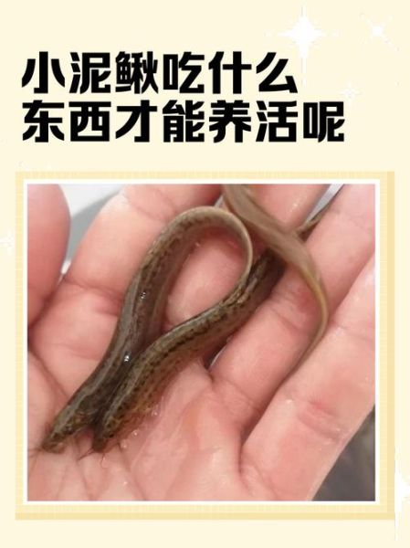 泥鳅吃什么食物_泥鳅最爱吃什么-第2张图片-山城妙识