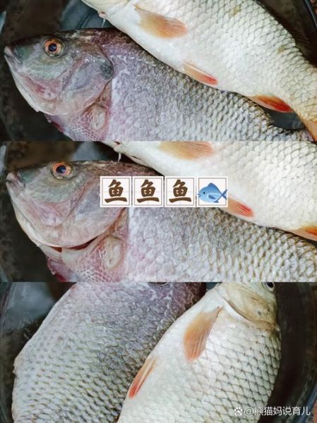 罗非鱼是吃垃圾的鱼吗_罗非鱼吃什么食物-第1张图片-山城妙识