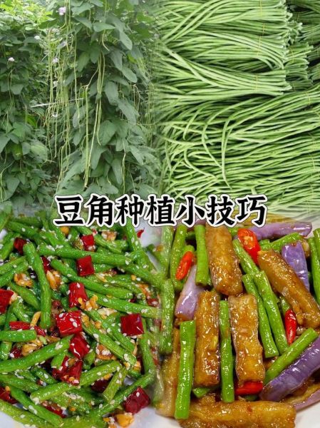 豆荚怎么种_豆荚种植多久能收获-第2张图片-山城妙识 豆荚怎么种_豆荚种植多久能收获-第2张图片-山城妙识