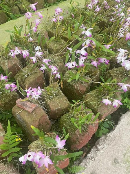 赤水金钗石斛的功效与作用_适合哪些人吃-第1张图片-山城妙识 赤水金钗石斛的功效与作用_适合哪些人吃-第1张图片-山城妙识