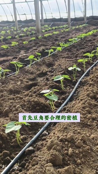 豆荚怎么种_豆荚种植多久能收获-第1张图片-山城妙识 豆荚怎么种_豆荚种植多久能收获-第1张图片-山城妙识