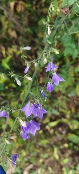 南沙参图片大全_南沙参长什么样-第3张图片-山城妙识 南沙参图片大全_南沙参长什么样-第3张图片-山城妙识