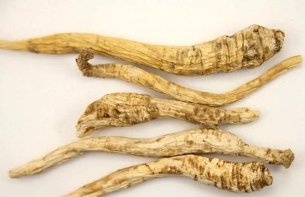 南沙参图片大全_南沙参长什么样-第2张图片-山城妙识 南沙参图片大全_南沙参长什么样-第2张图片-山城妙识