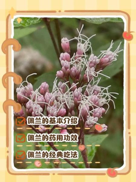 佩兰的功效与作用_佩兰泡水喝有什么禁忌-第2张图片-山城妙识 佩兰的功效与作用_佩兰泡水喝有什么禁忌-第2张图片-山城妙识