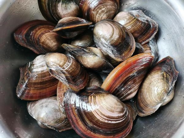 河蚌怎么煲汤好喝_河蚌煲汤去腥技巧-第3张图片-山城妙识