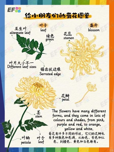 菊花品种大全名称有哪些_菊花品种图片名称怎么找-第2张图片-山城妙识 菊花品种大全名称有哪些_菊花品种图片名称怎么找-第2张图片-山城妙识
