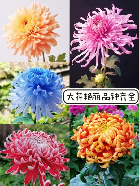 菊花品种大全名称有哪些_菊花品种图片名称怎么找-第3张图片-山城妙识 菊花品种大全名称有哪些_菊花品种图片名称怎么找-第3张图片-山城妙识