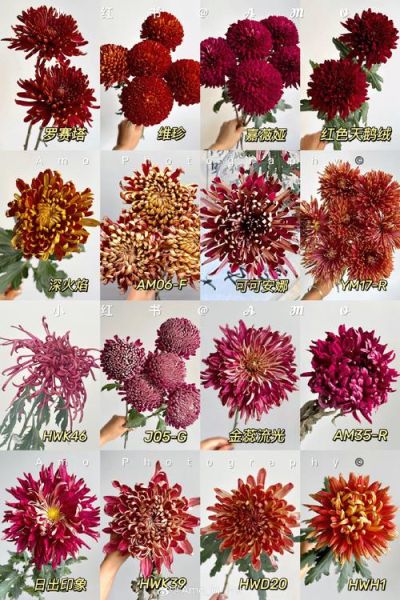 菊花品种大全名称有哪些_菊花品种图片名称怎么找-第1张图片-山城妙识 菊花品种大全名称有哪些_菊花品种图片名称怎么找-第1张图片-山城妙识