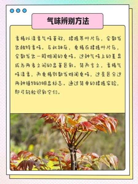 臭椿图片怎么识别_臭椿树与香椿区别-第2张图片-山城妙识