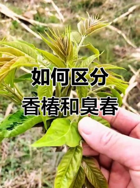 臭椿图片怎么识别_臭椿树与香椿区别-第1张图片-山城妙识